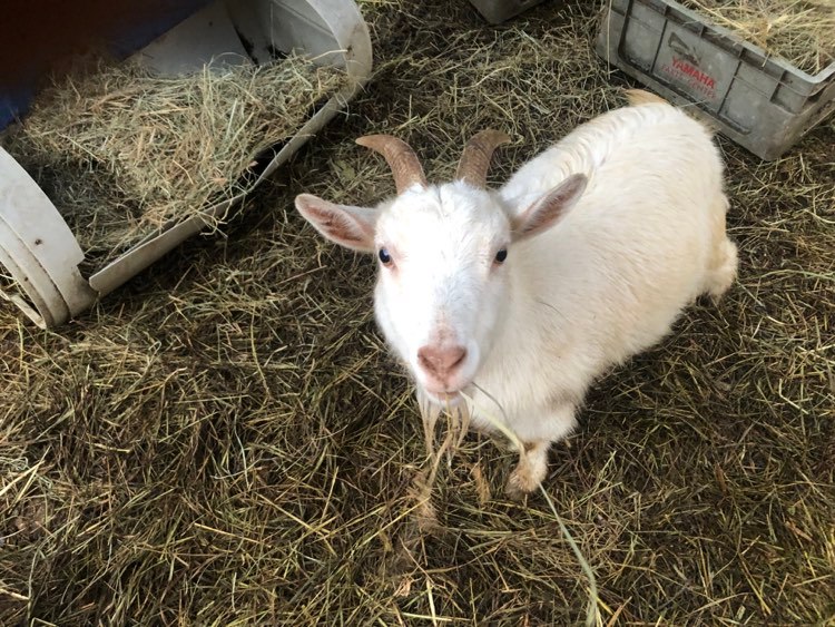 Goat Stress in Your Life? - Goat Journal